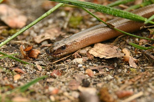 Als je het zeldzame geluk hebt een hazelworm tegen te komen, bescherm ...